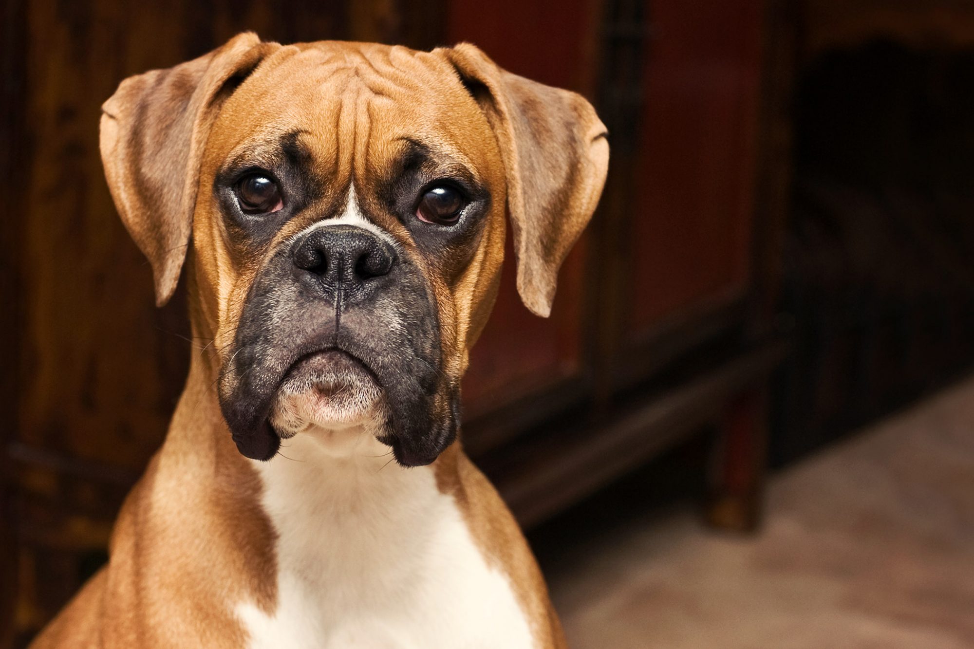 7 Different Types Of Dogs By Breeds - eBlogsindia